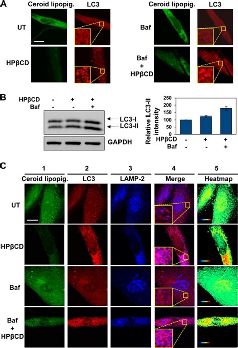 2 Hydroxypropyl β Cyclodextrin Promotes Transcription Factor Eb Mediated Activation Of Autophagy