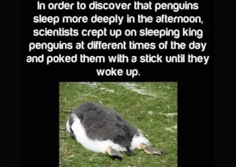 Poor Penguin R Sciencememes