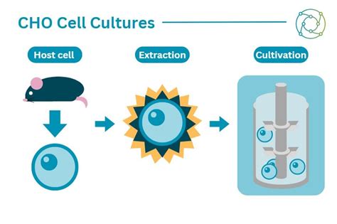 Cho Cells And Engineering Cell Line Approaches Addressing Challenges