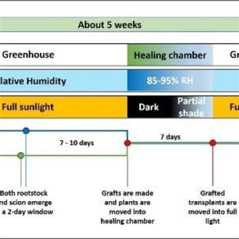 Splice Grafting Tomato Photos By Cary Rivard Download Scientific Diagram