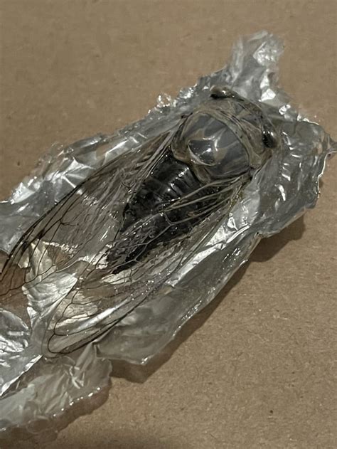 Bug Lost Colour After A Little While Why How To Prevent Rresincasting