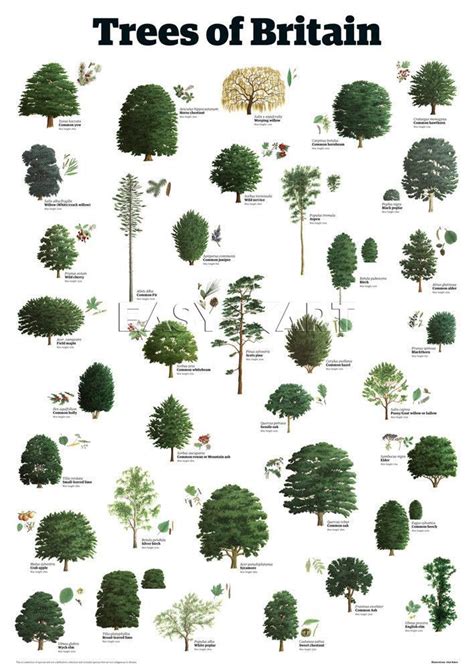 Types Of Trees Uk Garden Trees Garden Plants Trees And Shrubs Trees