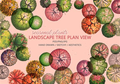 Landscape Tree Planarchitectural Illustration Tree Plan View PNG PSD JPEG Photoshop Overlay