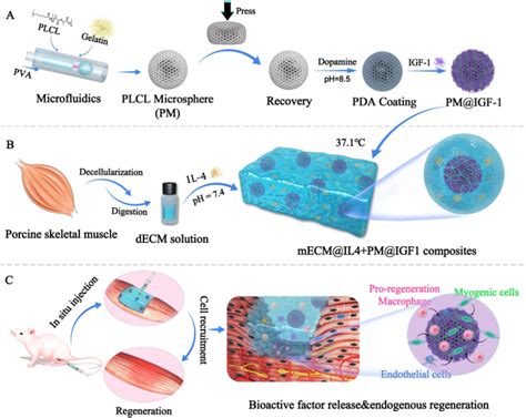 Elastic Porous Microspheresextracellular Matrix Hydrogel Injectable