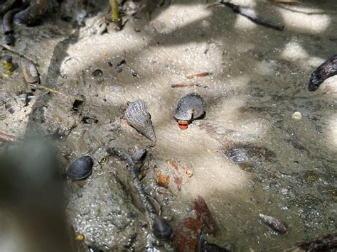 Mengutip Siput Sedut Di Paya 😋 R Malaysia