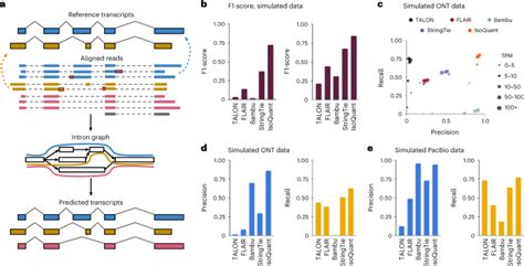 Accurate Isoform Discovery With Isoquant Using Long Readsnature Biotechnology X Mol