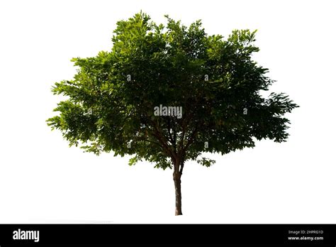 Beautiful Tree Isolate On The White Background For Use In Architectural Design Or Decoration