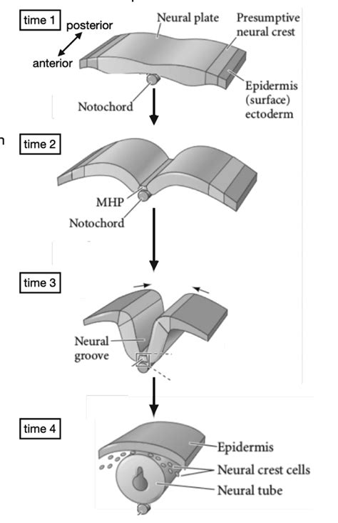 Solved Neural Plate Presumptive Neural Crest Posterior Anterior