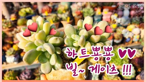 240518 다육스케치 ㅣ키핑장 다육 ㅣ 다육이 키우기 ㅣ빌게이츠 ㅣ 울리카테카바나 ㅣ체리로즈 ㅣ 에스몬드 ㅣ 루미에르 ㅣ Succulent Plants Youtube
