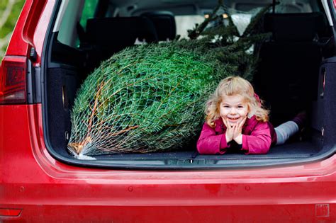 가족 차 안에 크리스마스 트리와 사랑스러운 어린 유아 소녀 겨울 패션 의류에서 행복한 건강한 아기 아이가 전통적인 축하를 위해 큰 Xmas 나무를 선택하고 구입합니다 차에