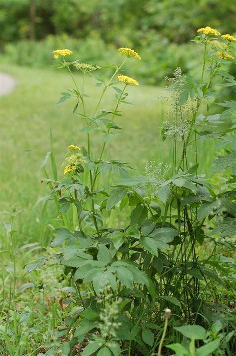 The Ripple Effect Wild Parsnip And Its Look Alike Golden Alexander