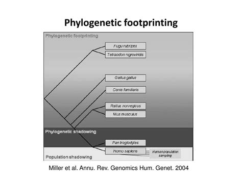 Ppt Special Topics In Genomics Cis Regulatory Modules And