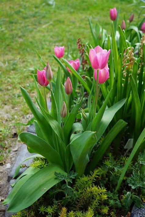 Triumph Pink Tulips In The Garden In Spring Berlin Germany Stock Image Image Of Botanical