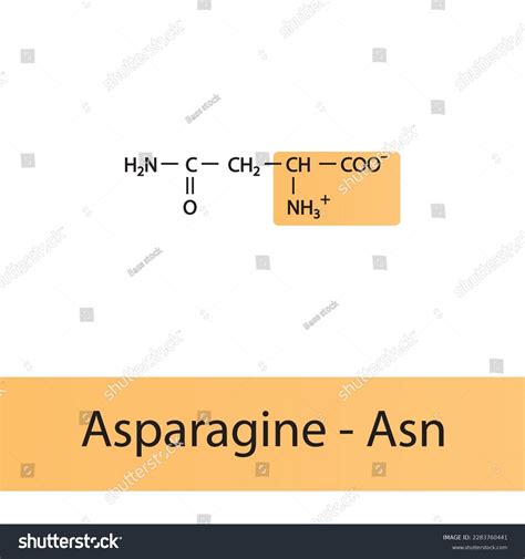 Asparagine Asn N Amino Acid Structure Stock Vector Royalty Free 2283760441 Shutterstock