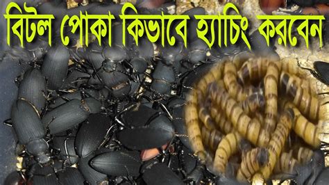 বিটল পোকা কিভাবে হ্যাচিং করবেন।। Bitol Poka সমন্বিত কৃষি Youtube