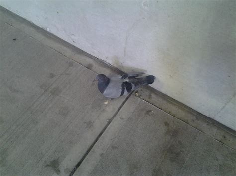 Pidgen By Keyotea On Deviantart