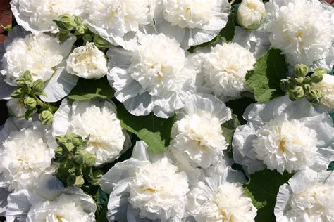 Alcea Geoseed