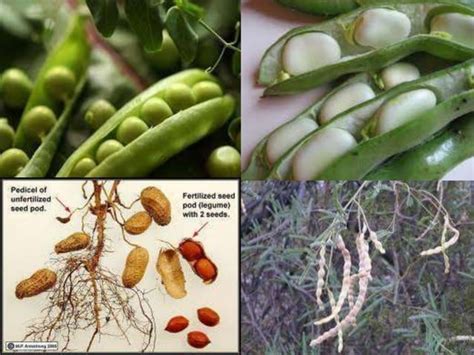 Classification Fruit Ppt Pptx