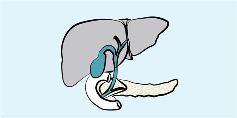Surgery Of The Spleen Surgery
