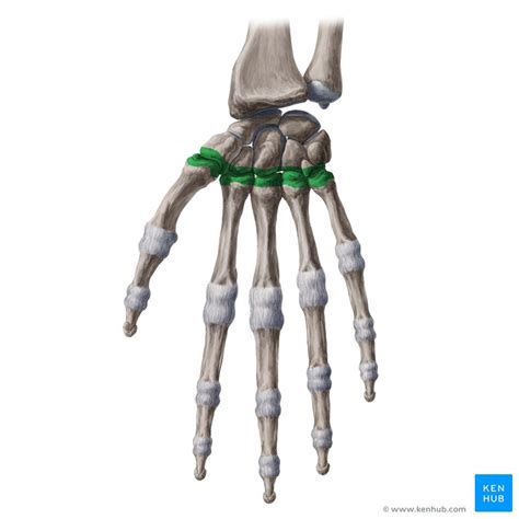 Carpometacarpal Cmc Joints Bones Ligaments Movements Kenhub