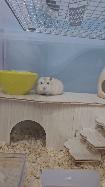 햄스터 기지개 햄스터 기지개 햄찌 햄스터엉덩이 Youtube