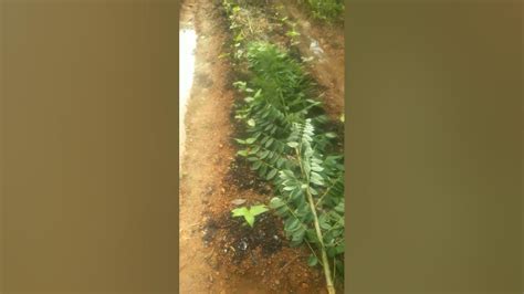මෑ වගාව දින 18යි මෑ කෙටිකාලීන බෝග Garden Farming Youtube