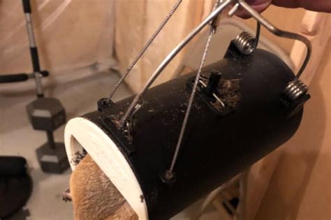 6 Best Gopher Traps Fall 2024 The Ultimate Guide