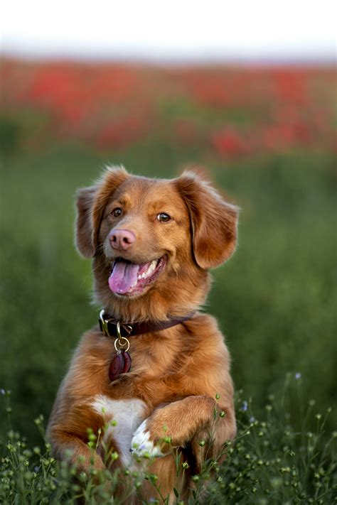Happy Dog Wallpapers Wallpaper Cave