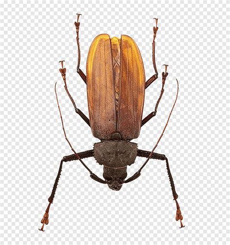 Free Download Error Icon Bug Insects Computer Program Png Pngegg