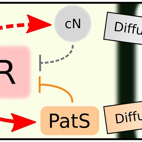 Diffusion Scheme Schematic Representation Of The Diffusion Processes Download Scientific
