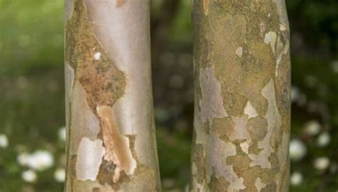 Smooth Bark Trees 12 Types And How To Identify Them