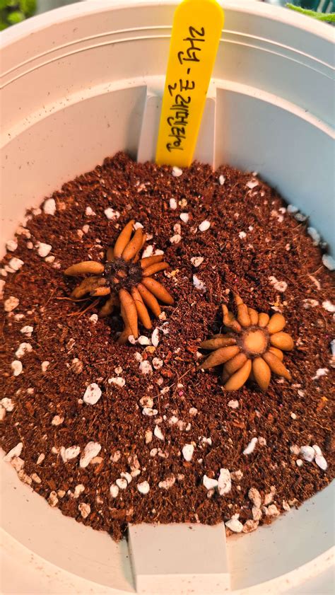 라넌큘러스 구근을 심어요