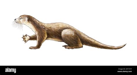 A Detailed Illustration Of Otter Stock Photo Alamy