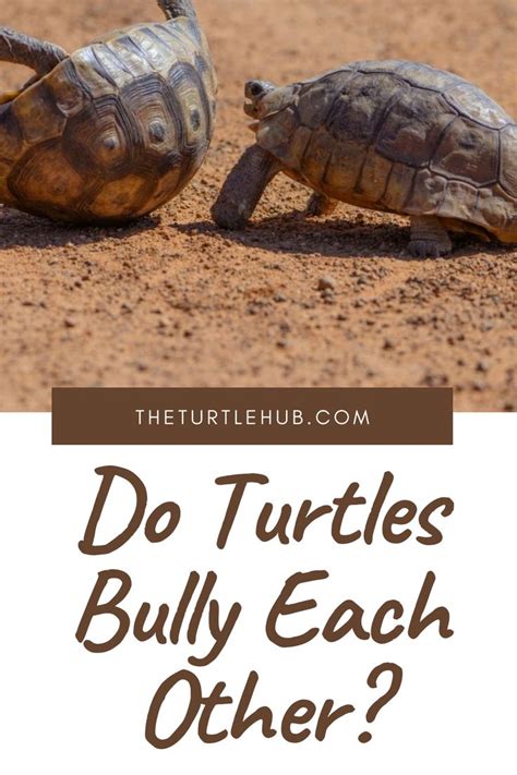 Pin On DIY Turtle Tank Setup Ideas Care