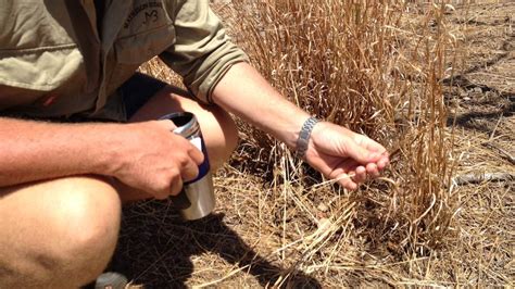 Preparing For Wet Season Weed Warfare Abc News