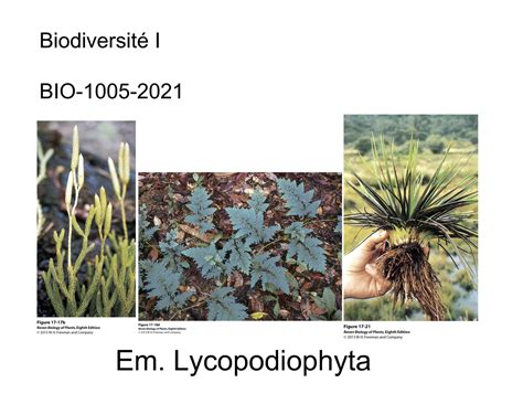 Cours 16 Lycopodiophyta Em Lycopodiophyta Biodiversité I Bio 1005 Sommaire 2 Lycopodiophyta