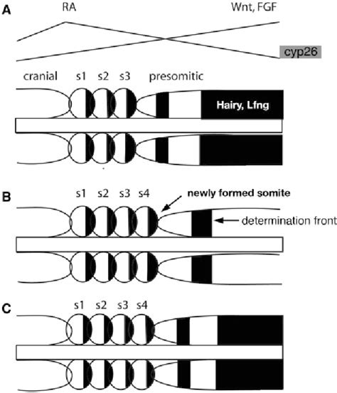 Figure 5 From Anterior Posterior Patterning And Segmentation Of The