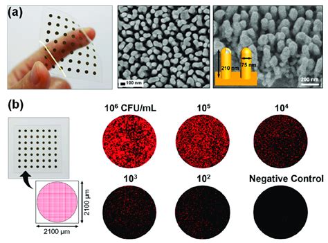 investigation of a flexible and skin attachable sers sensor that can