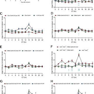 AstC Signaling From AstC DN P To IPCs Generates The Circadian Download Scientific Diagram