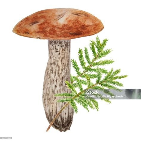 야생 버섯과 이끼 수채화 물감 손으로 그린 식물원의 사실적인 그림 하얀 배경에 분리된 숲 Boletus 직물 엽서 초대장 메뉴에 인쇄하기에 좋습니다 10월에 대한 스톡 벡터