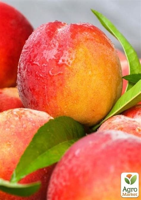 Персик Світ Леді купити поштою в Одесі Києві Україні Agro Market Nektarin