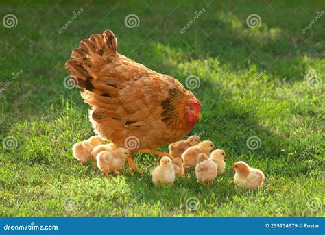 Gallinas De Campo Libre Con Gallina Madre En Un Patio Rural Imagen De