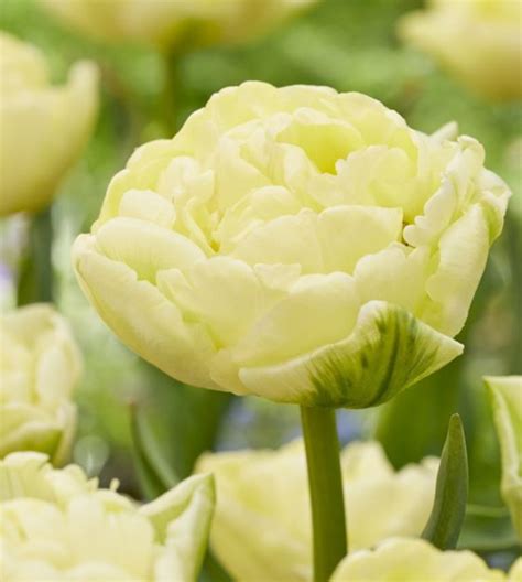 Double Early Tulip Avant Garde | Van Engelen Wholesale Flower Bulbs
