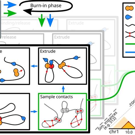 Schematic And Simplified Overview Of Modle Input Files Specify Genome