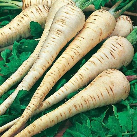 Organic Parsnip Tender And True Budget Seeds Organic Parsnip Tender And True Budget Seeds