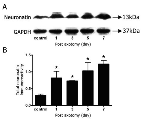 Total Neuronatin Protein Contents Nnat α And Nnat β At Different Time