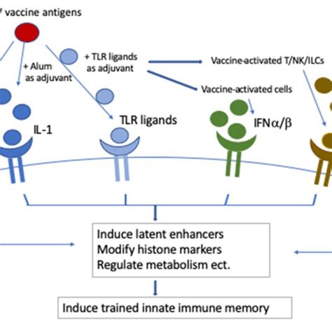 Potential Induction Of Trained Innate Immunity By Complex Hiv