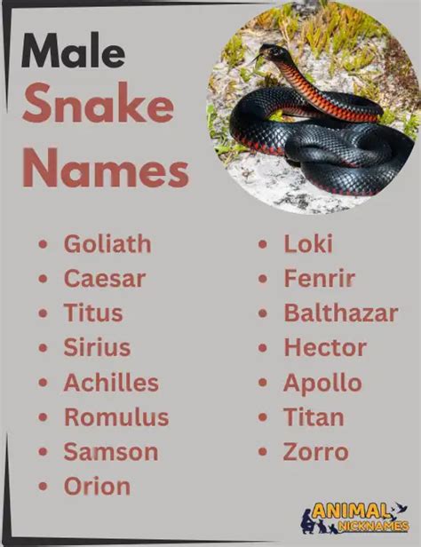 Silly Snake Names Silly Snake Worm Edition By Itay.G The Toy