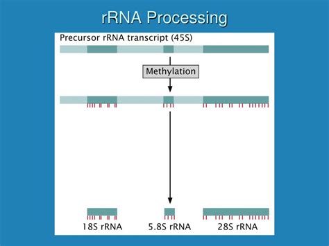 PPT RNA Molecules Functions And Processing In Protein Synthesis PowerPoint Presentation ID