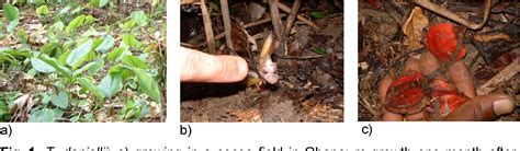 Figure 1 From Thaumatococcus Daniellii Benn Benth A Natural